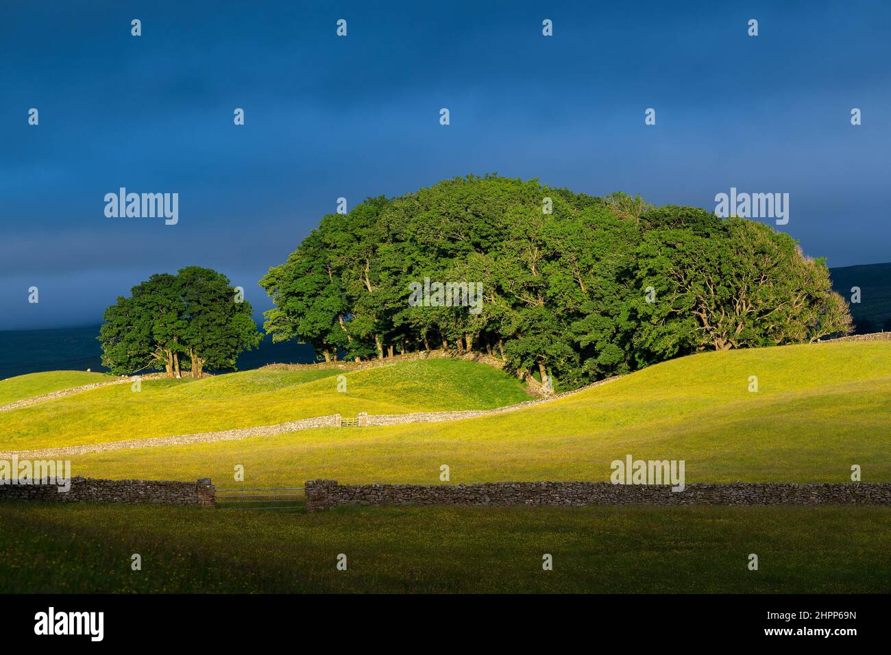 Traditional Dales hay meadows in Wensleydale with a stormy sky behind ...