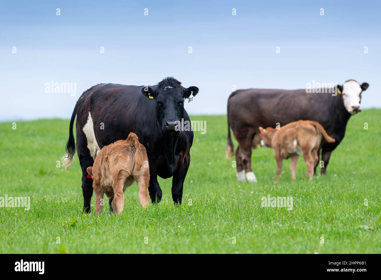 Livestock crossbred beef cattle feed hi-res stock photography and ...