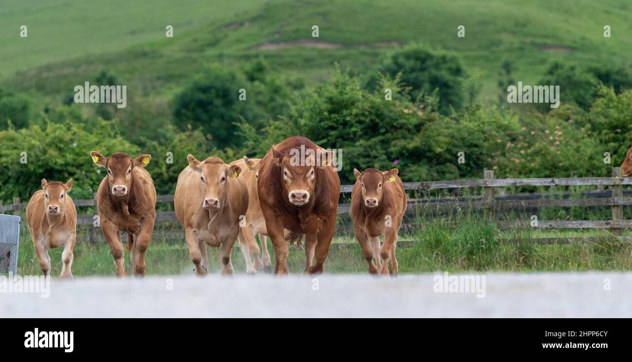 Cattle track hi-res stock photography and images - Alamy