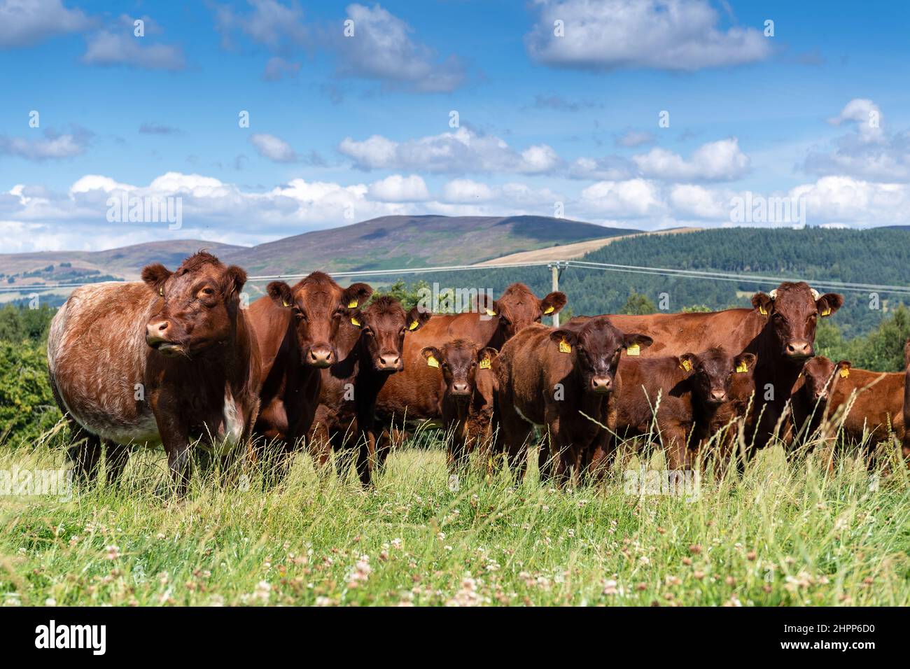 Herd of Luing cattle, a native breed, in the Scottish Borders, UK Stock ...