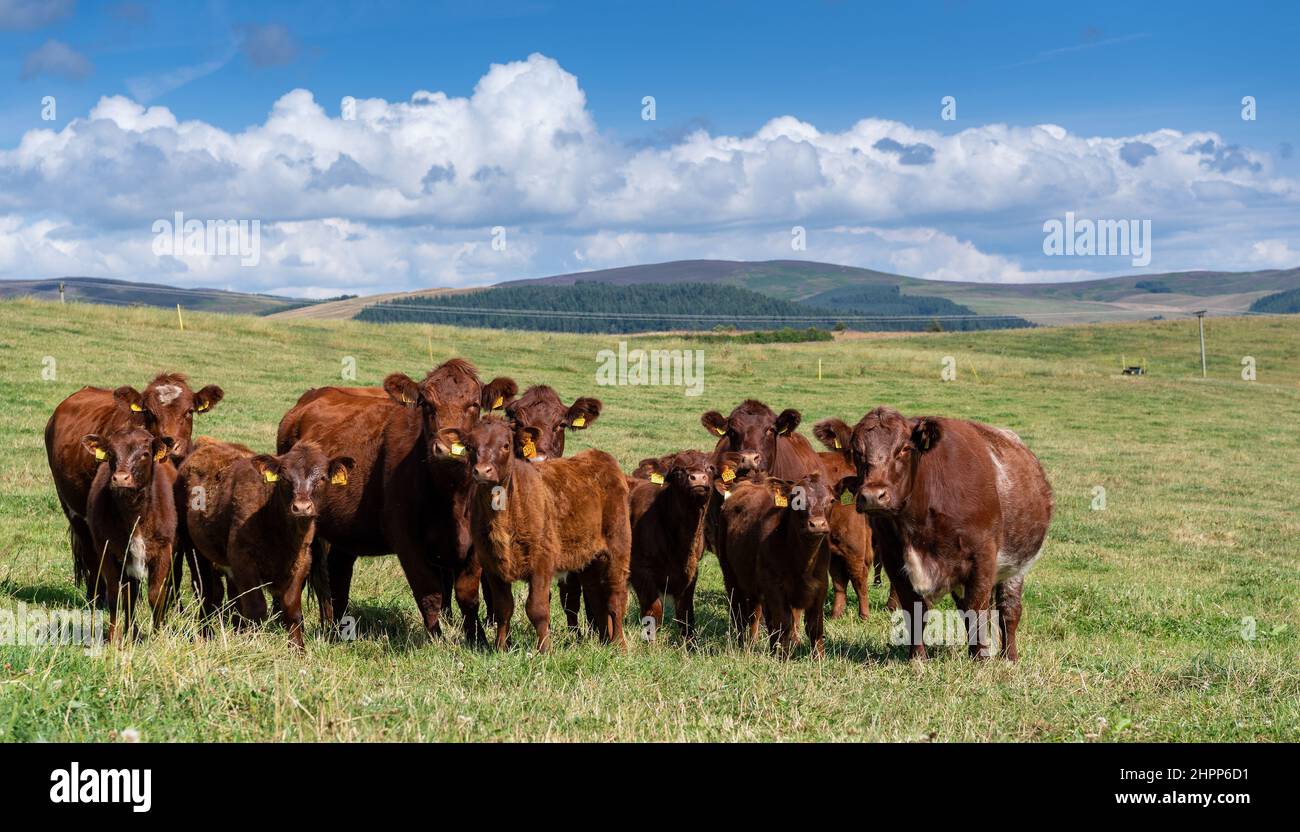 Borders farm hi-res stock photography and images - Alamy