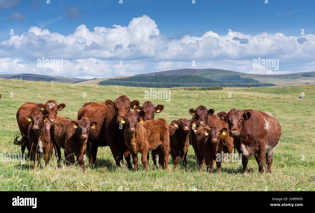 Herd of Luing cattle, a native breed, in the Scottish Borders, UK Stock ...