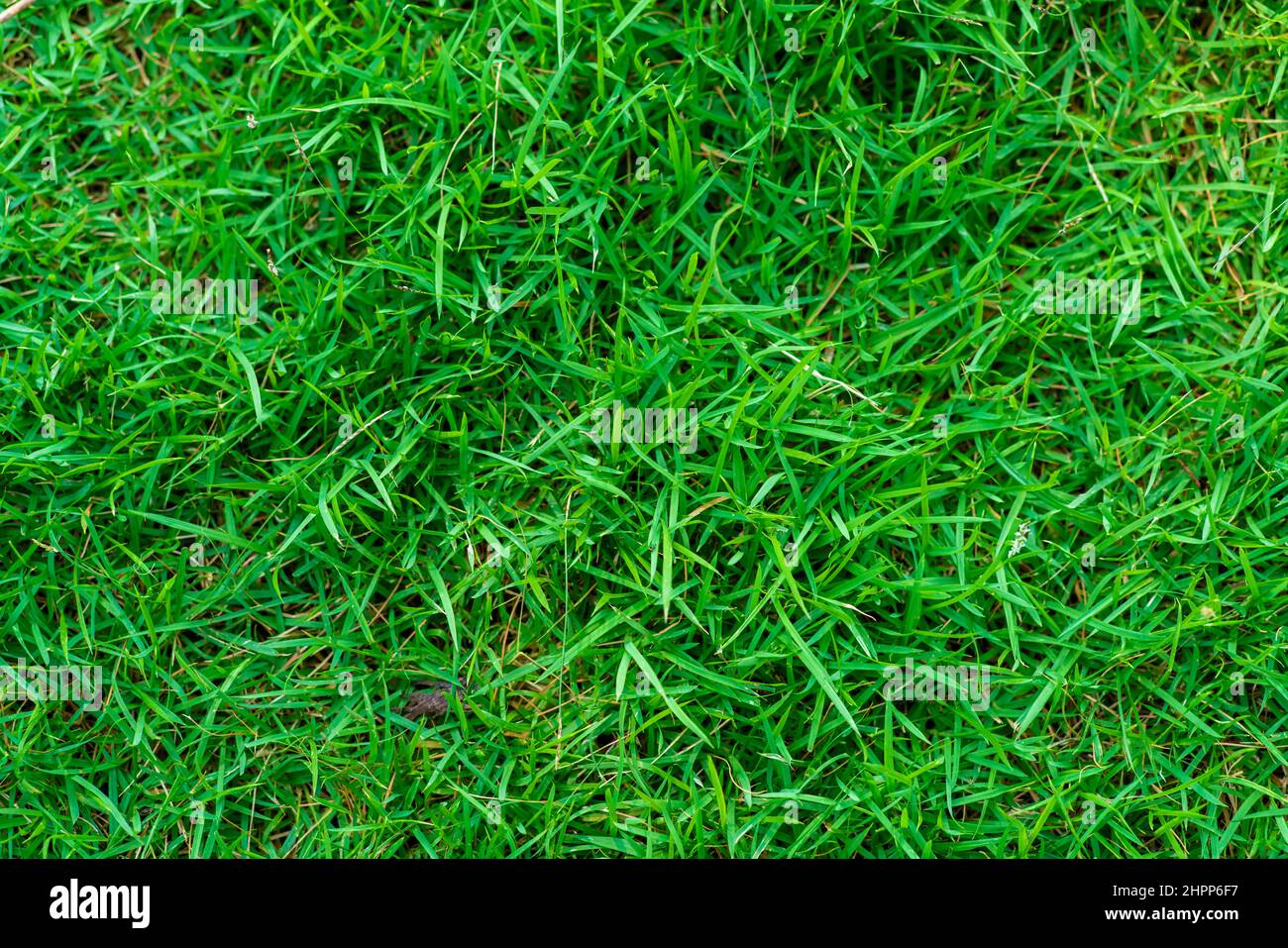Green grass background nature texture, decoration object Stock Photo ...