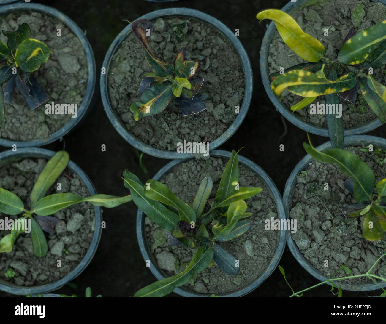 Croton small plants propagation in pots Stock Photo - Alamy
