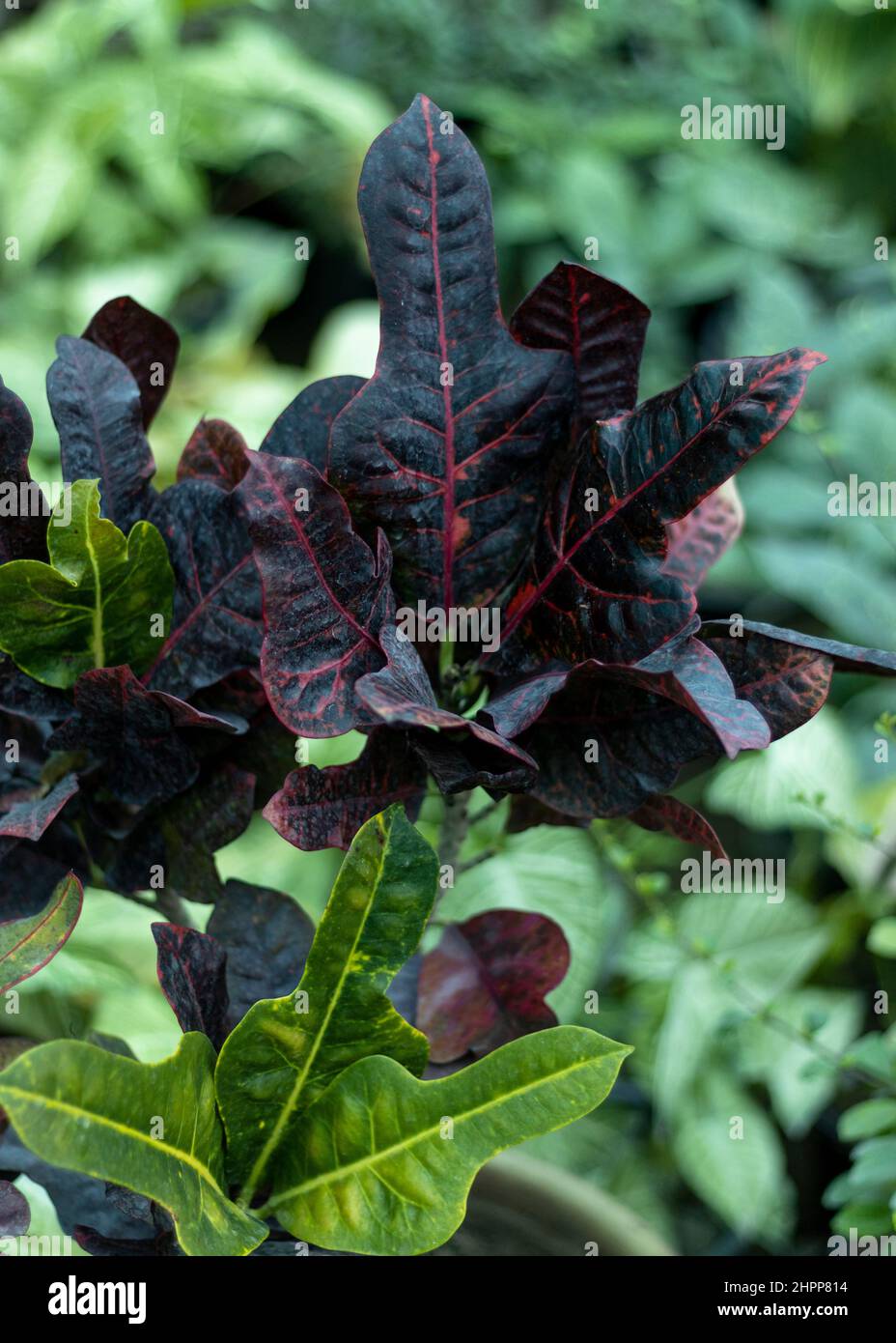 Garden croton plant hi-res stock photography and images - Alamy