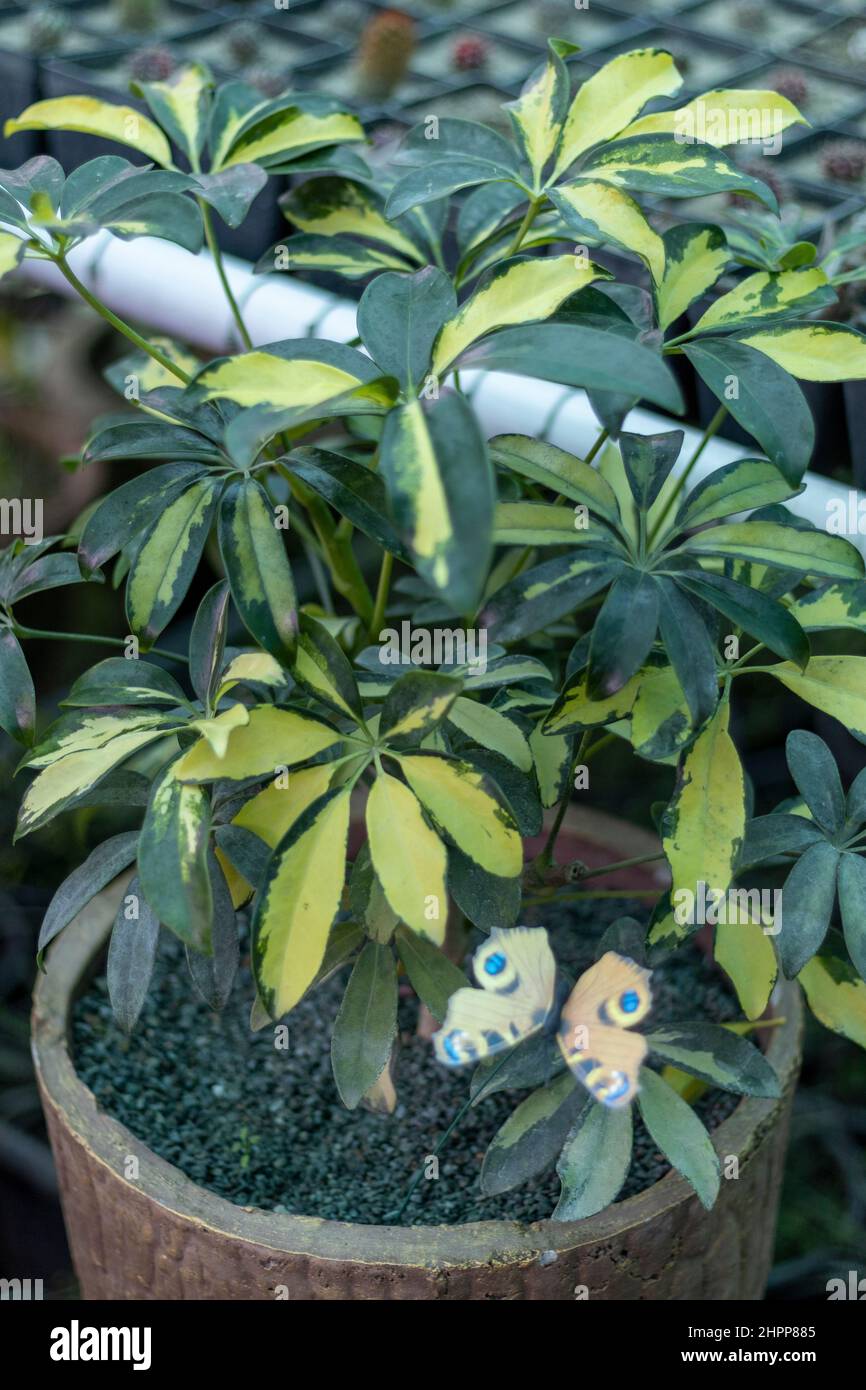 Schefflera variegated yellow and green color leaves Stock Photo - Alamy