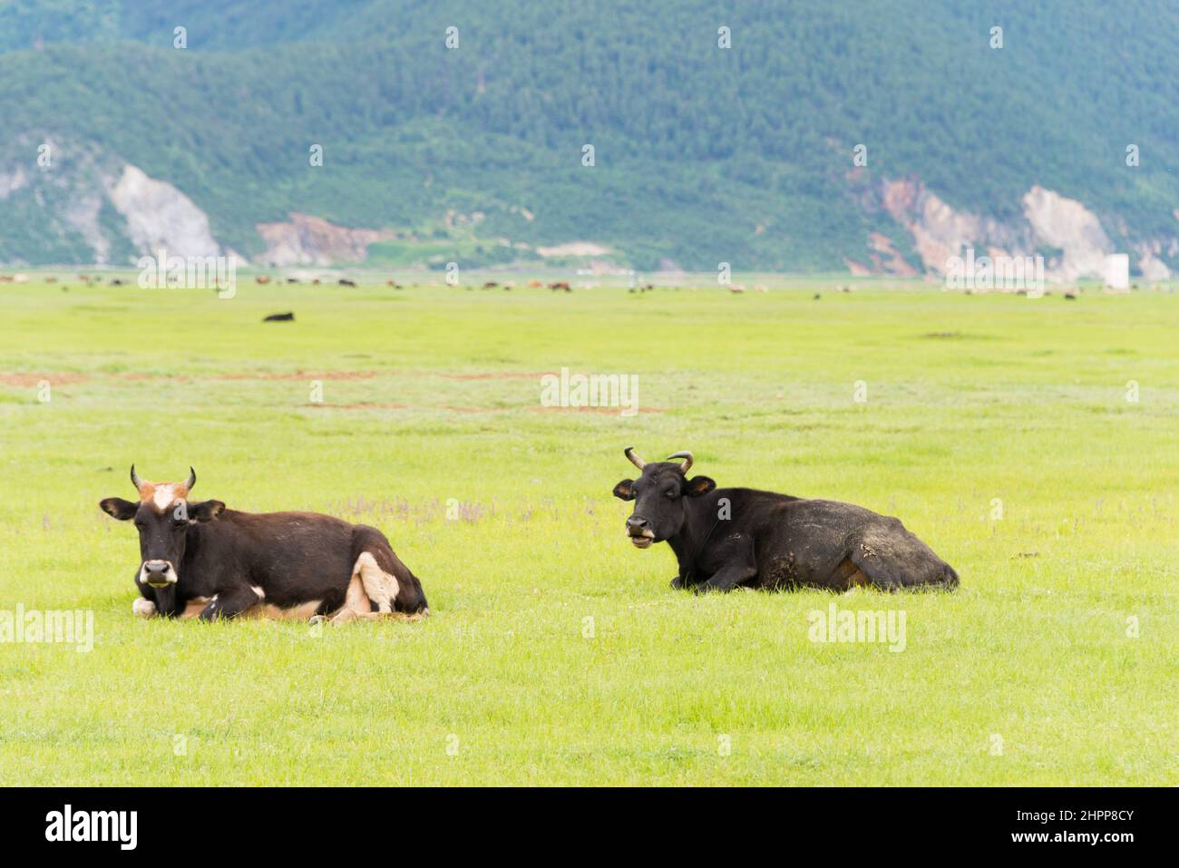 SHANGRILA, CHINA - Cows at Napa Lake. a famous landscape in the Ancient ...