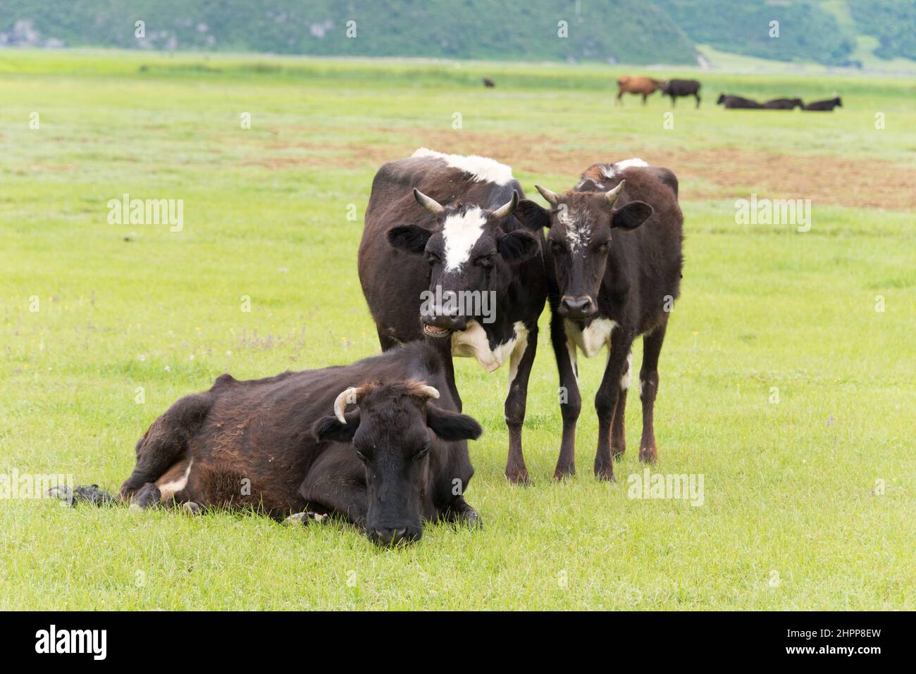 SHANGRILA, CHINA - Cows at Napa Lake. a famous landscape in the Ancient ...