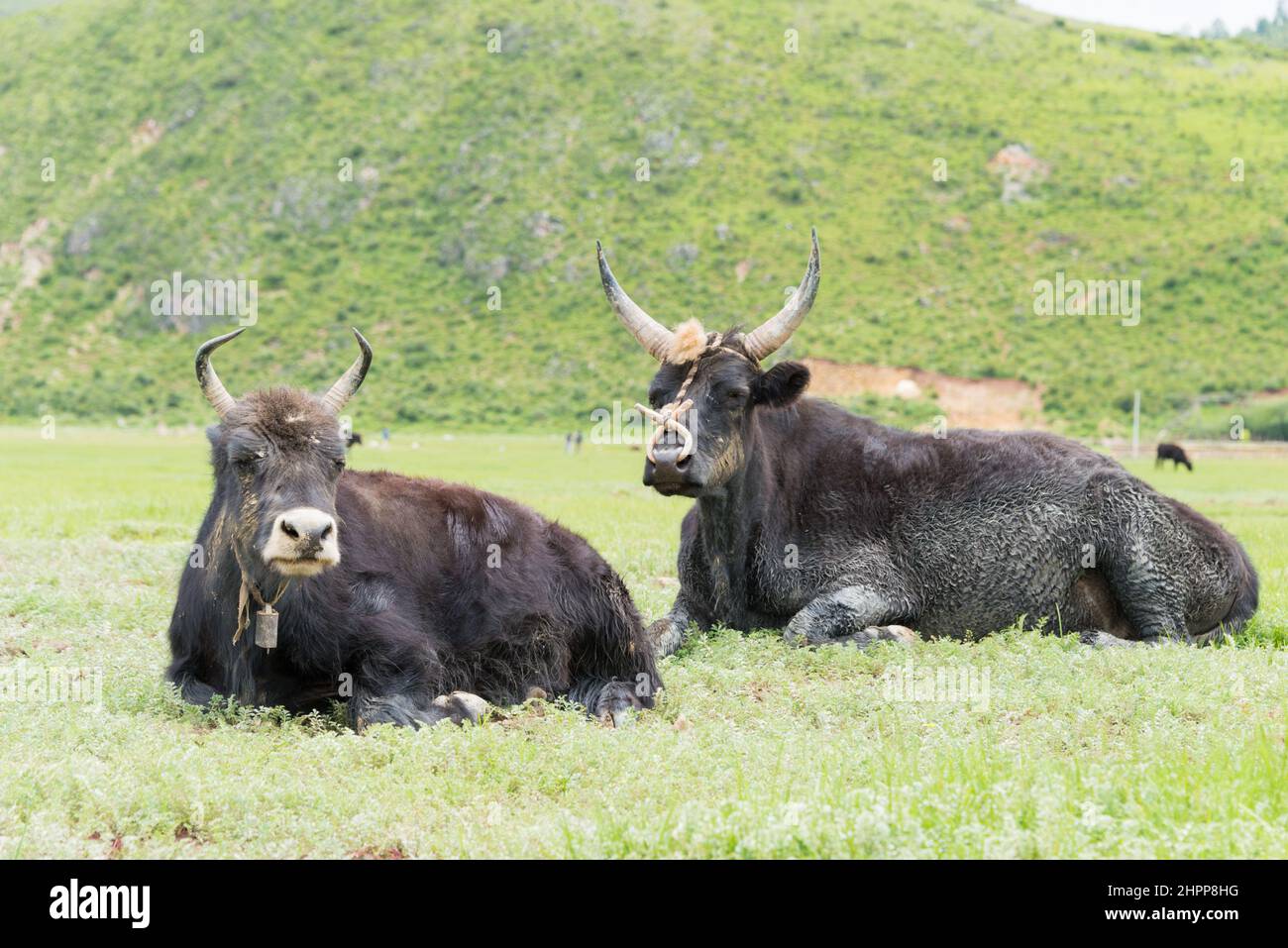 SHANGRILA, CHINA - Cows at Napa Lake. a famous landscape in the Ancient ...