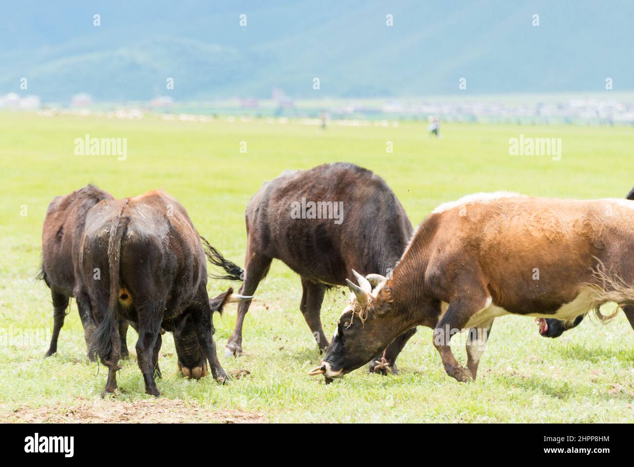 SHANGRILA, CHINA - Cows at Napa Lake. a famous landscape in the Ancient ...