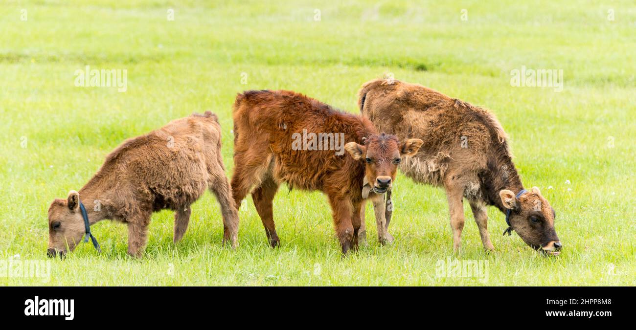 SHANGRILA, CHINA - Cows at Napa Lake. a famous landscape in the Ancient ...