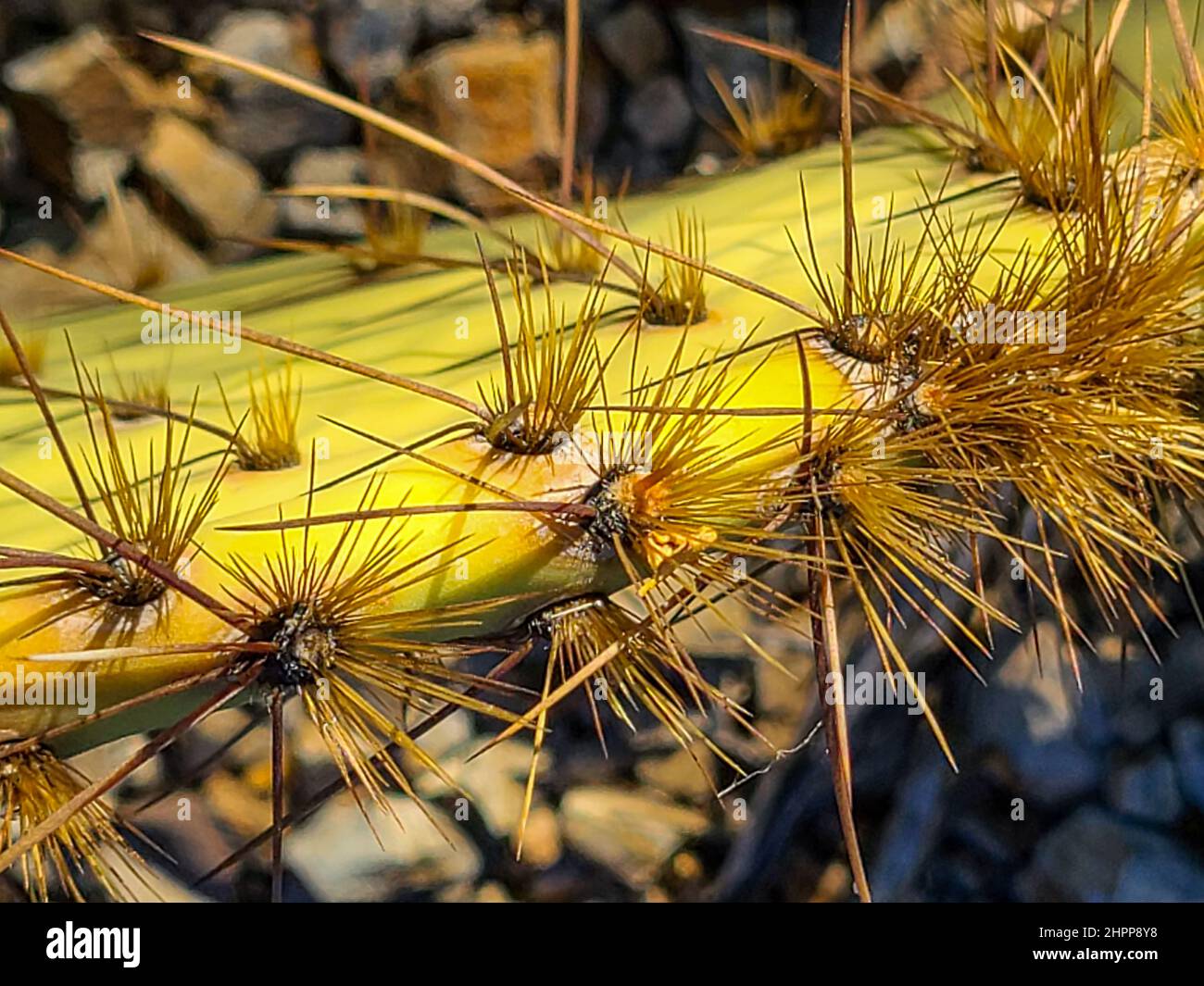Close-up shot of a spiky plant under the sunlight at Saguaro National ...