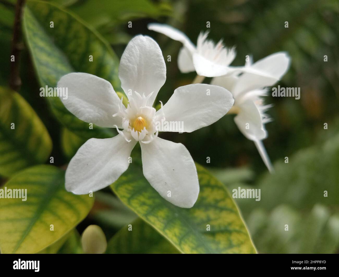 Closeup of tiny white rhytia alba flowers on the blurry background of ...