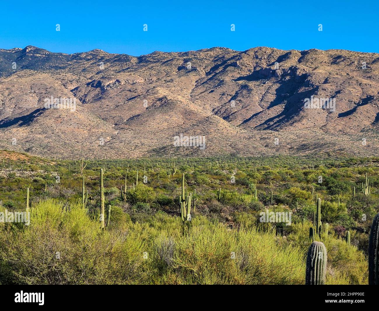 Landscape view of mountains and cactuses in a desert at Saguaro ...
