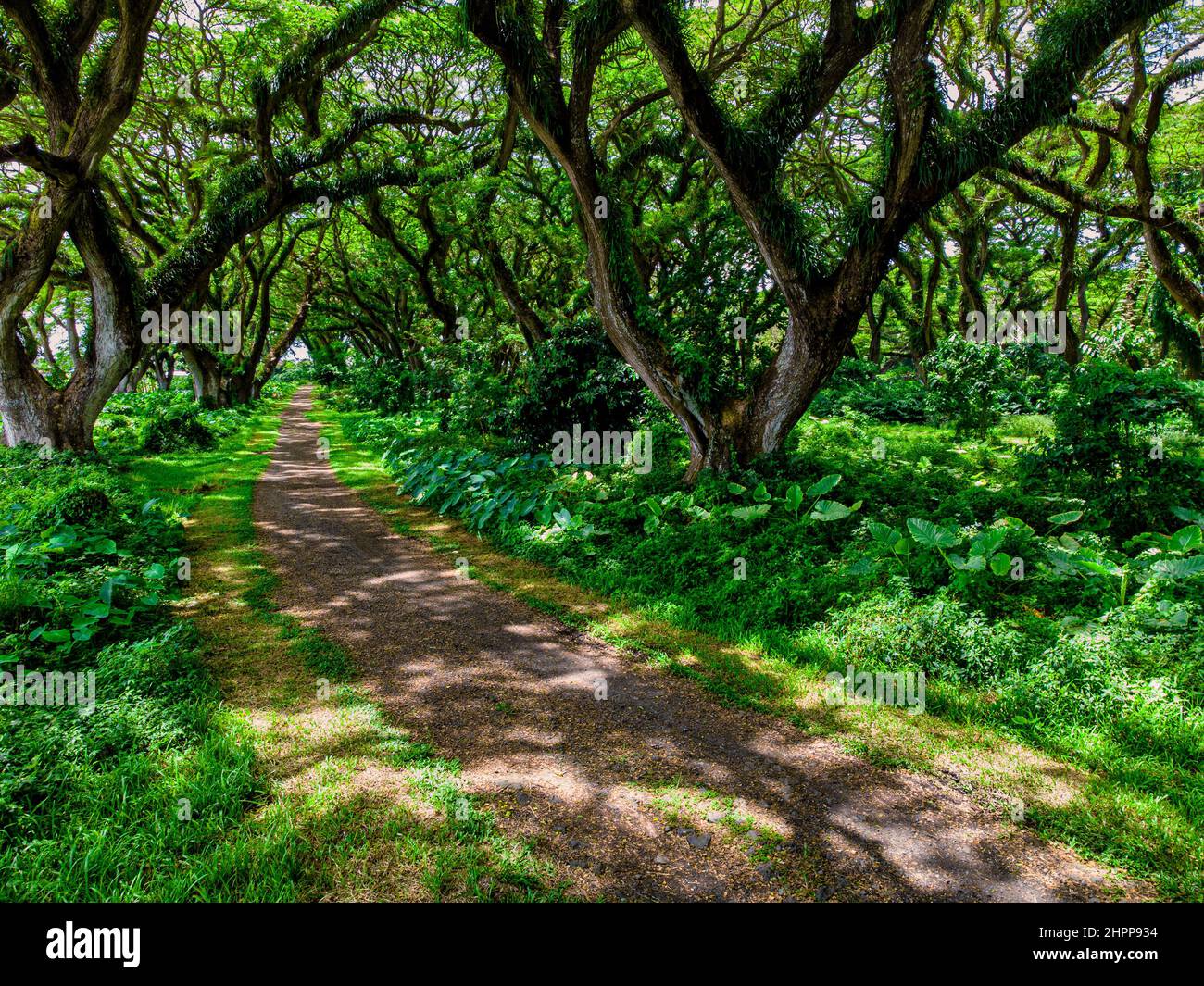 Djawatan forest hi-res stock photography and images - Alamy