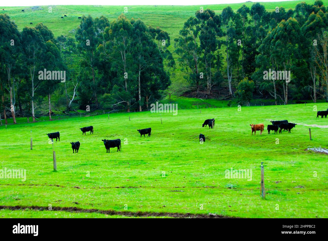 Australian Lowline Cattle - Western Australia Stock Photo - Alamy