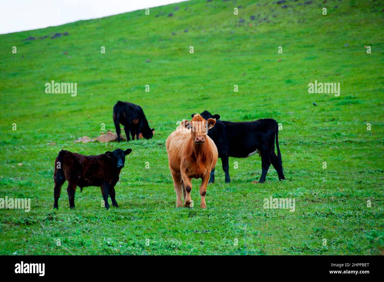 Australian Lowline Cattle - Western Australia Stock Photo - Alamy