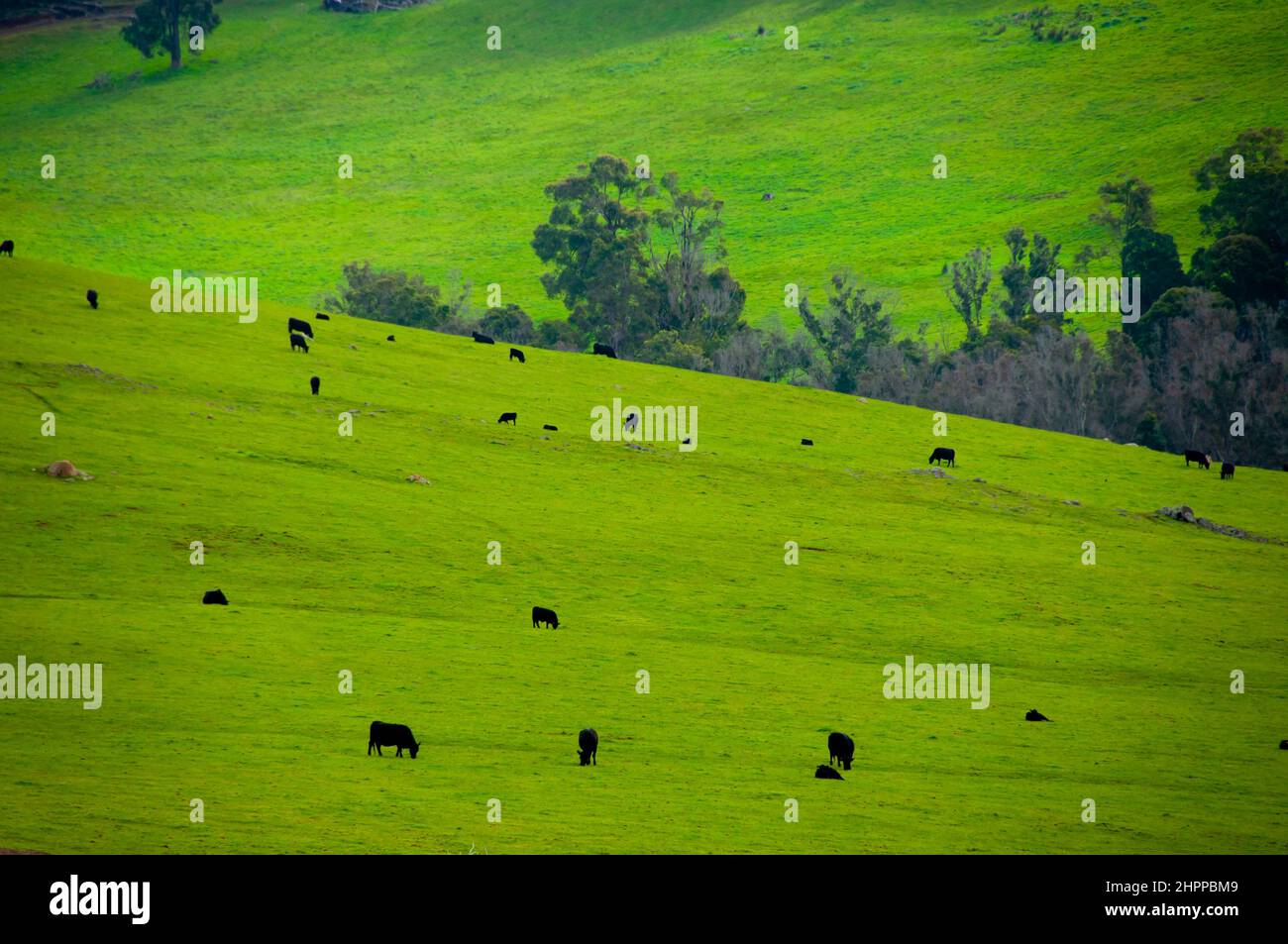 Australian beef cattle breed hi-res stock photography and images - Alamy