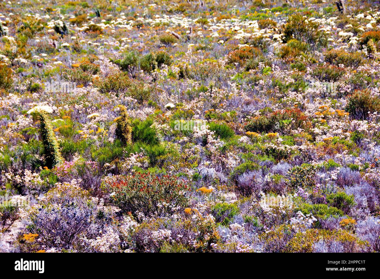 Spring Wildflowers - Western Australia Stock Photo - Alamy