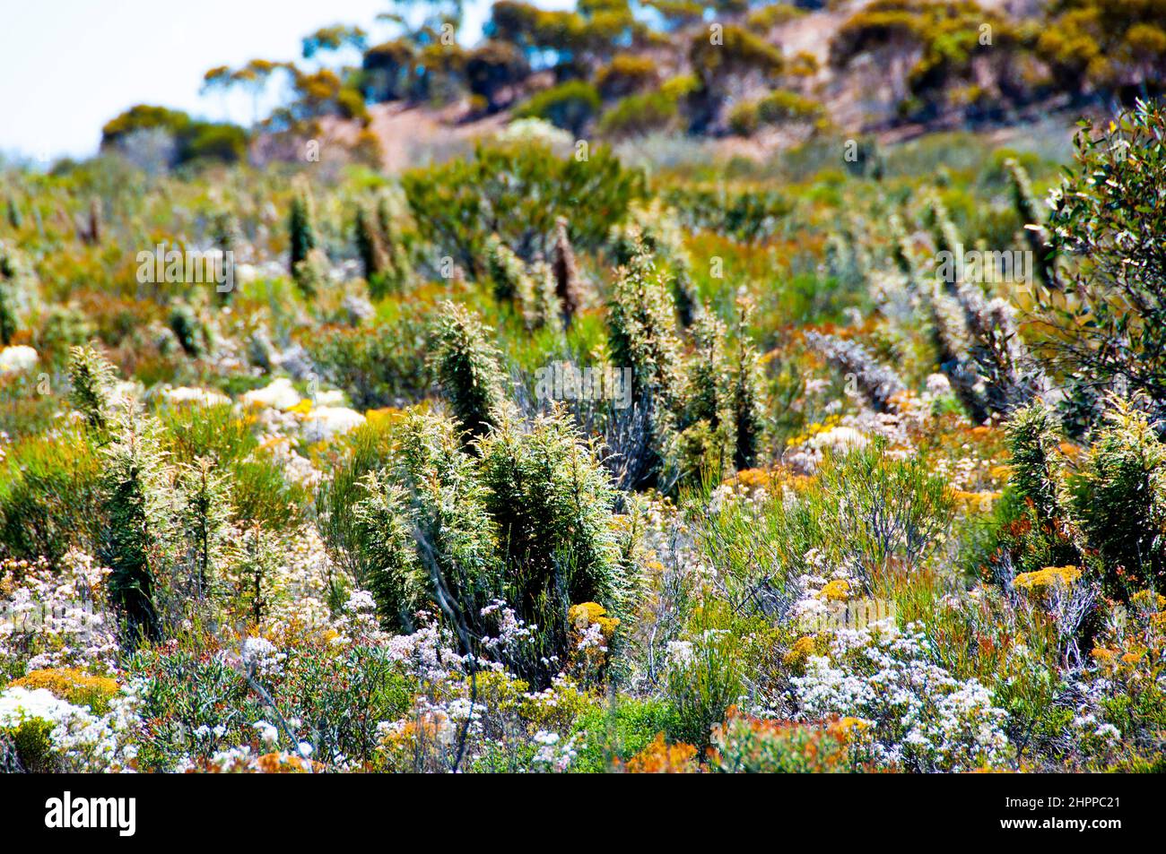 Spring Wildflowers - Western Australia Stock Photo - Alamy