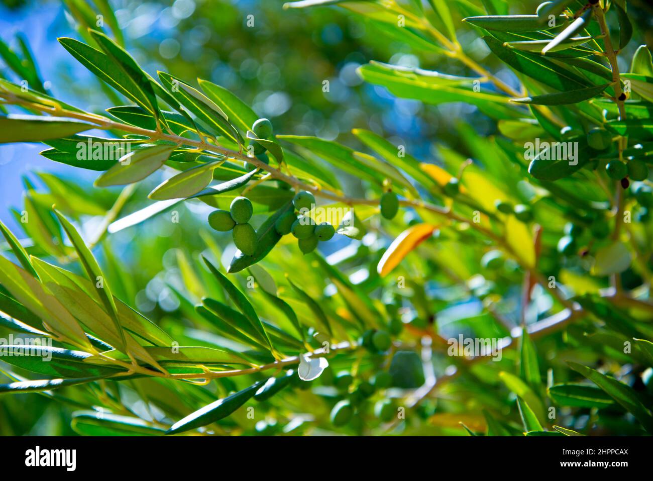 Frantoio olives hi-res stock photography and images - Alamy