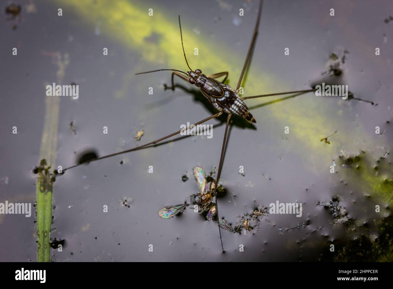 Water strider isolated hi-res stock photography and images - Alamy