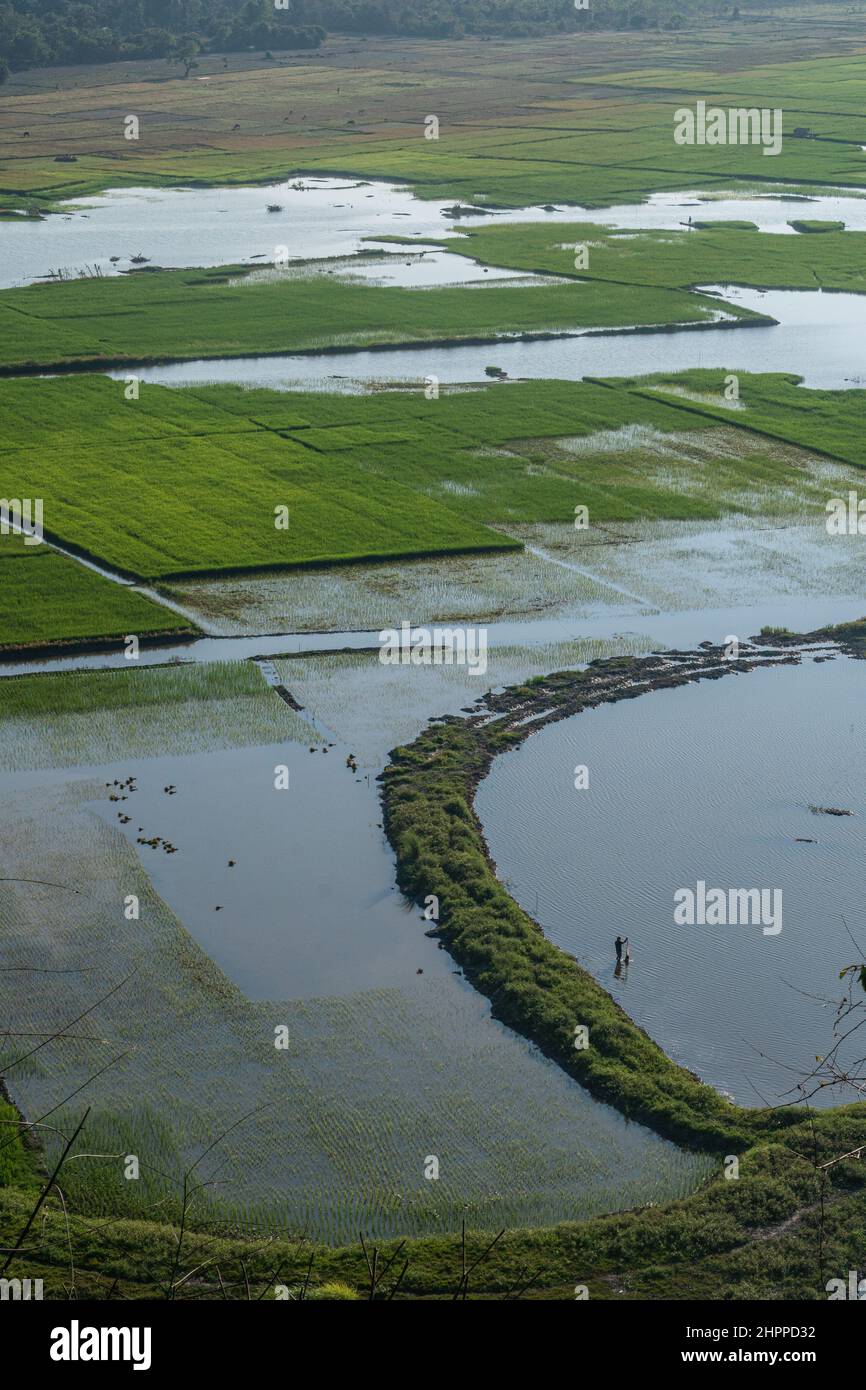 Aerial large view of green wet swamp fields of Hpa-An, Myanmar with ...