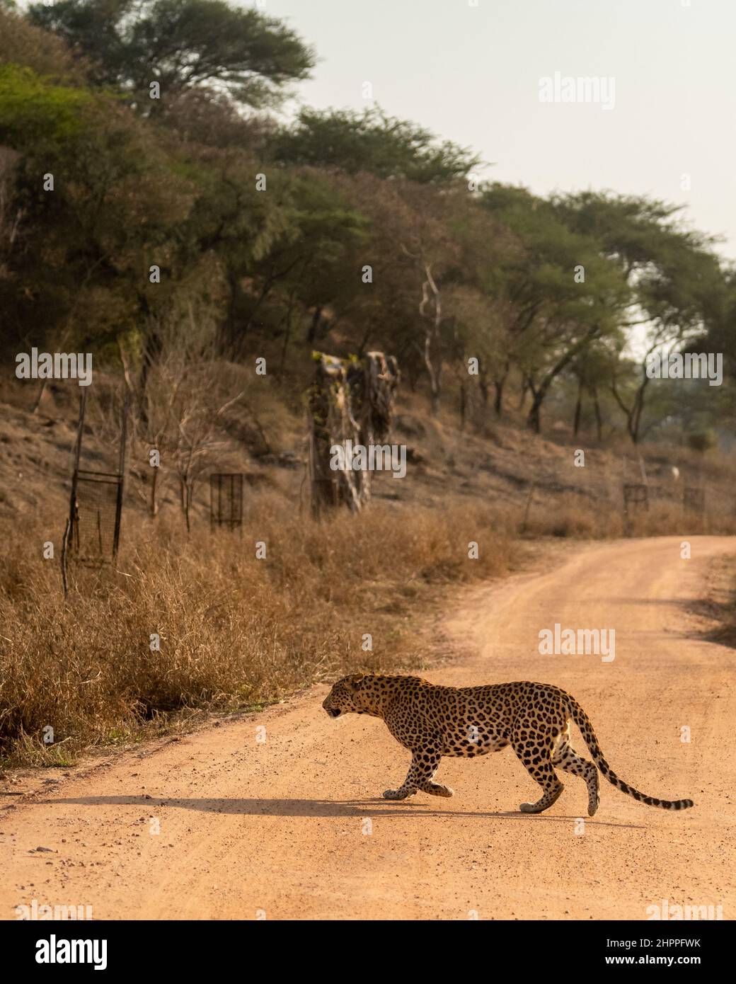 indian wild male leopard or panther side profile in rush running or ...