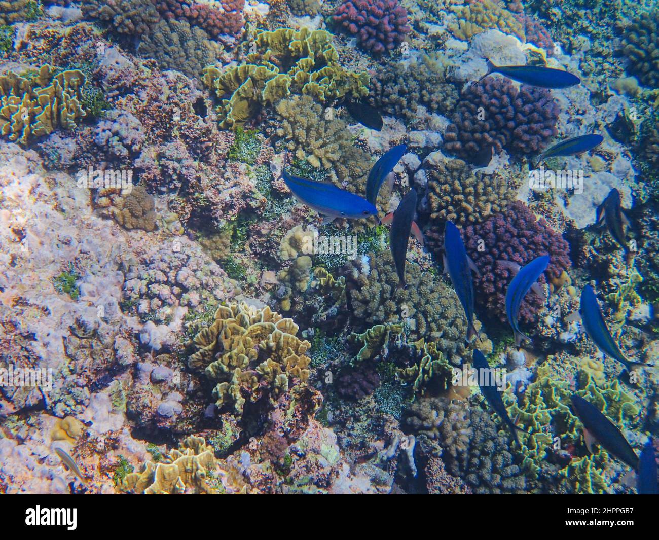 Beautiful view of the underworld of the ocean Stock Photo - Alamy