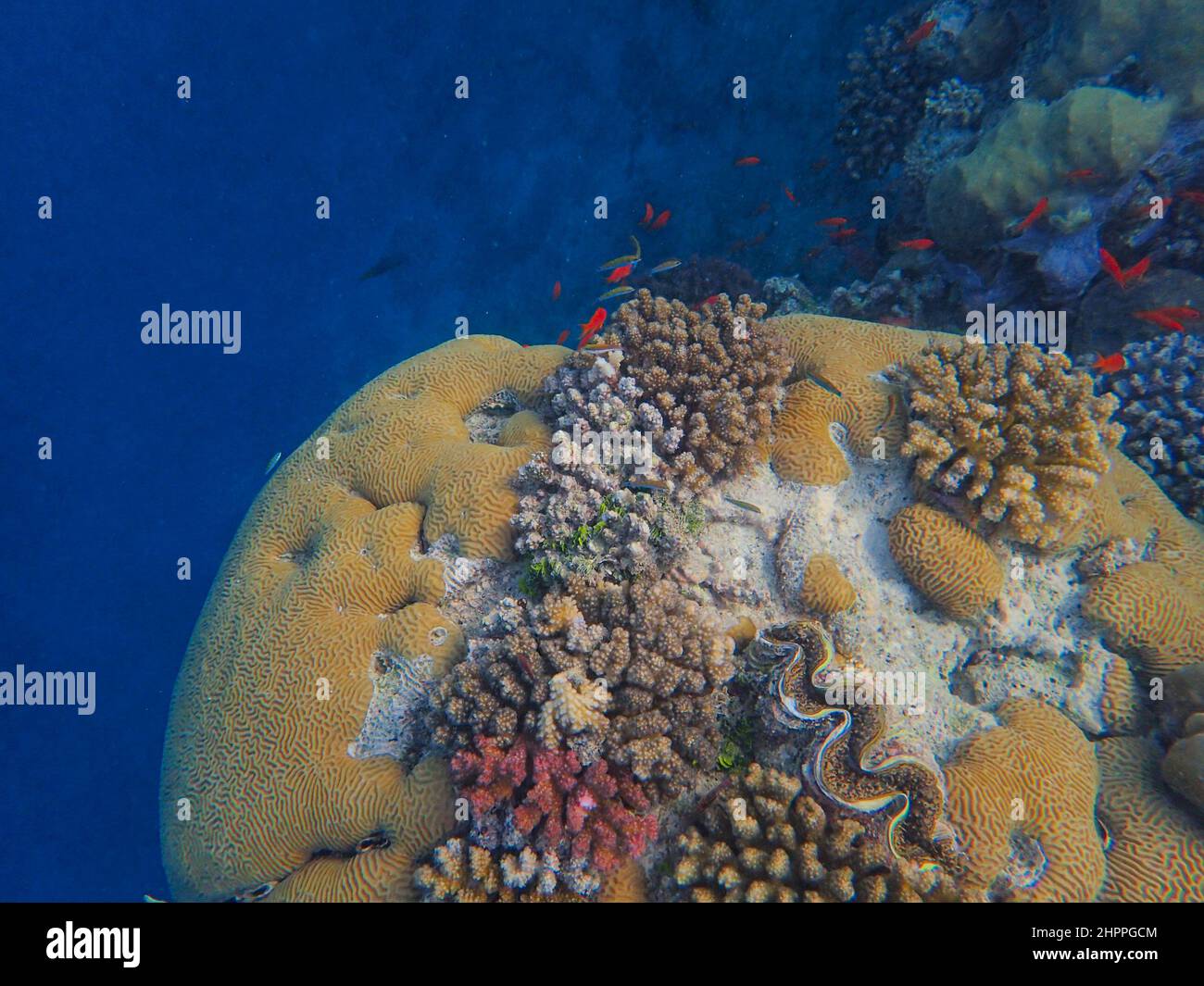 Beautiful view of the underworld of the ocean Stock Photo - Alamy