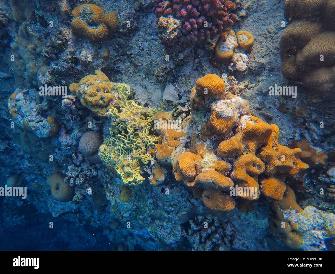 Beautiful view of the underworld of the ocean Stock Photo - Alamy