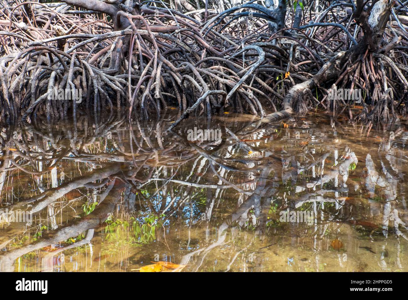 Closeup of the roots of mangrove trees on the shore. Nusa Lembongan ...
