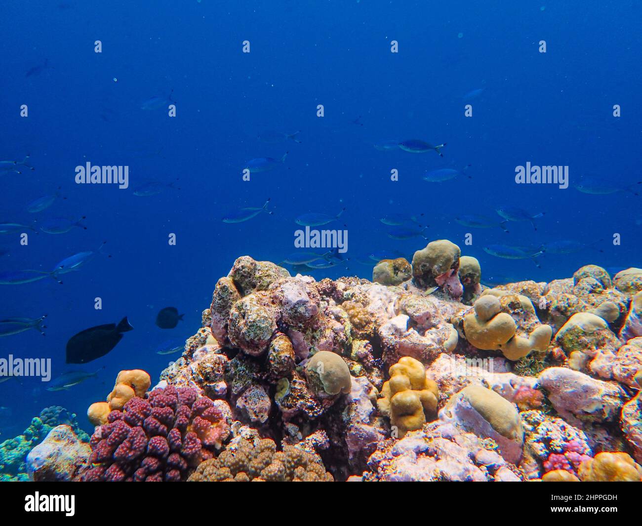 A beautiful view of the underworld of the ocean Stock Photo - Alamy