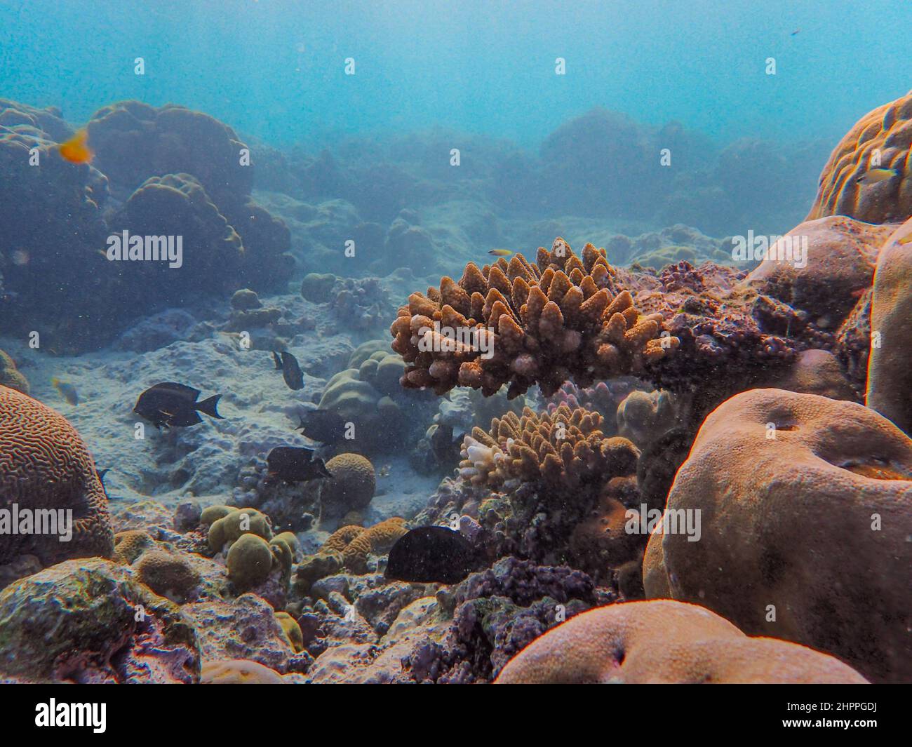 Beautiful view of the underworld of the ocean Stock Photo - Alamy