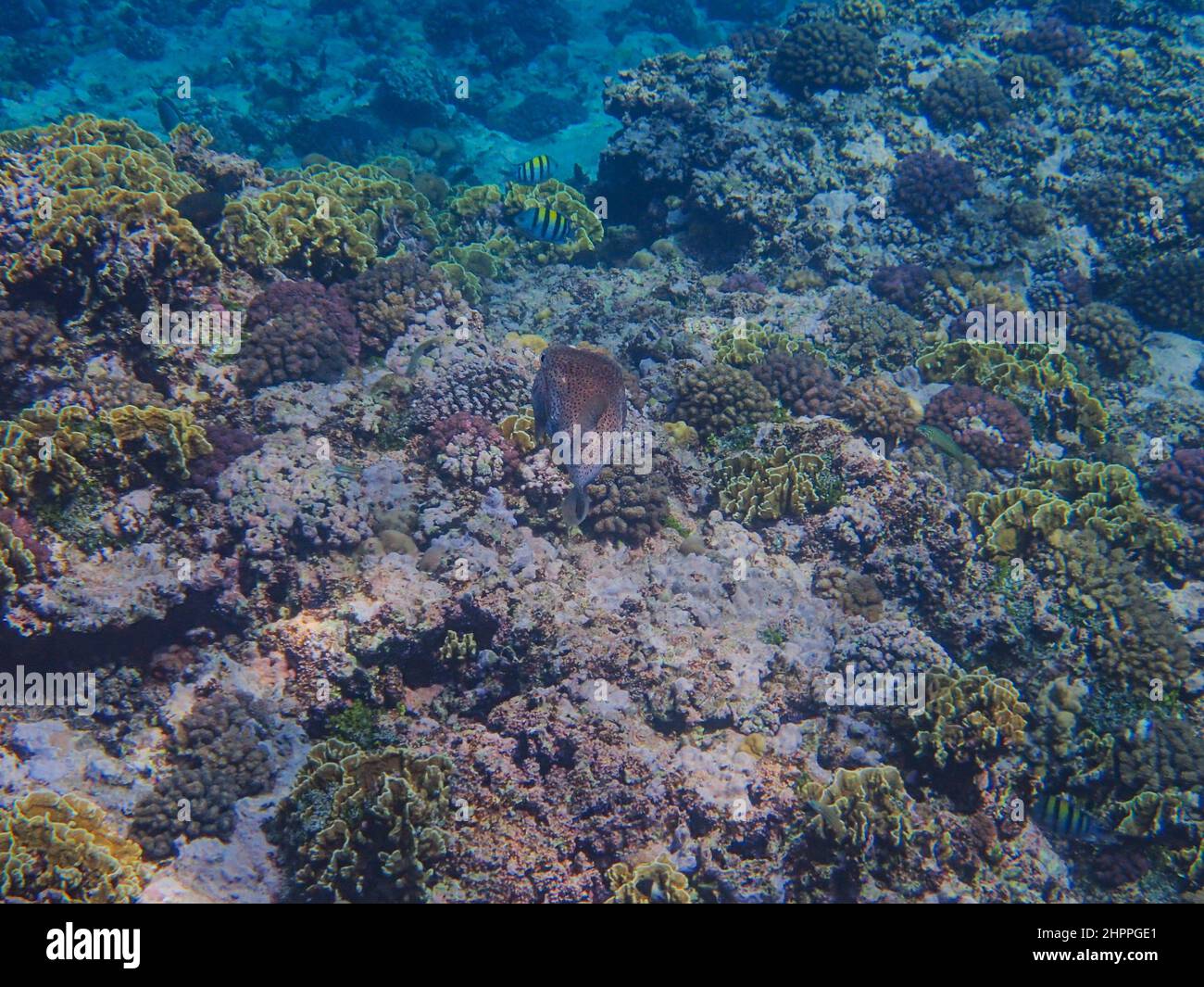 Beautiful view of the underworld of the ocean Stock Photo - Alamy