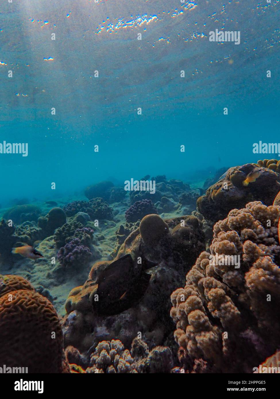 Beautiful view of the underworld of the ocean Stock Photo - Alamy