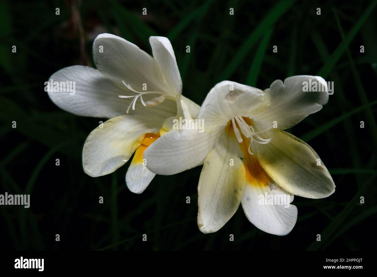 Jonquils (Narcissus Jonquilla) are not an Australian native, but are a ...