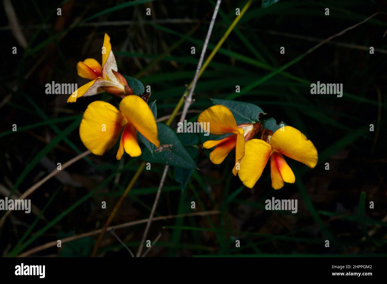 Hard to tell the difference between Flat Pea species, but pretty sure ...