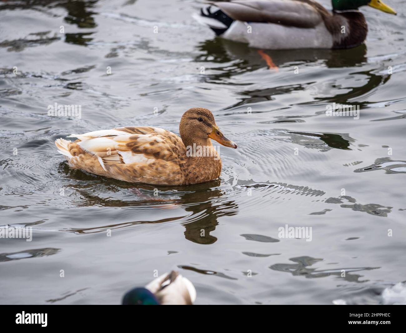 Yellow colored Mallard female Duck swims in the pond. Animal ...
