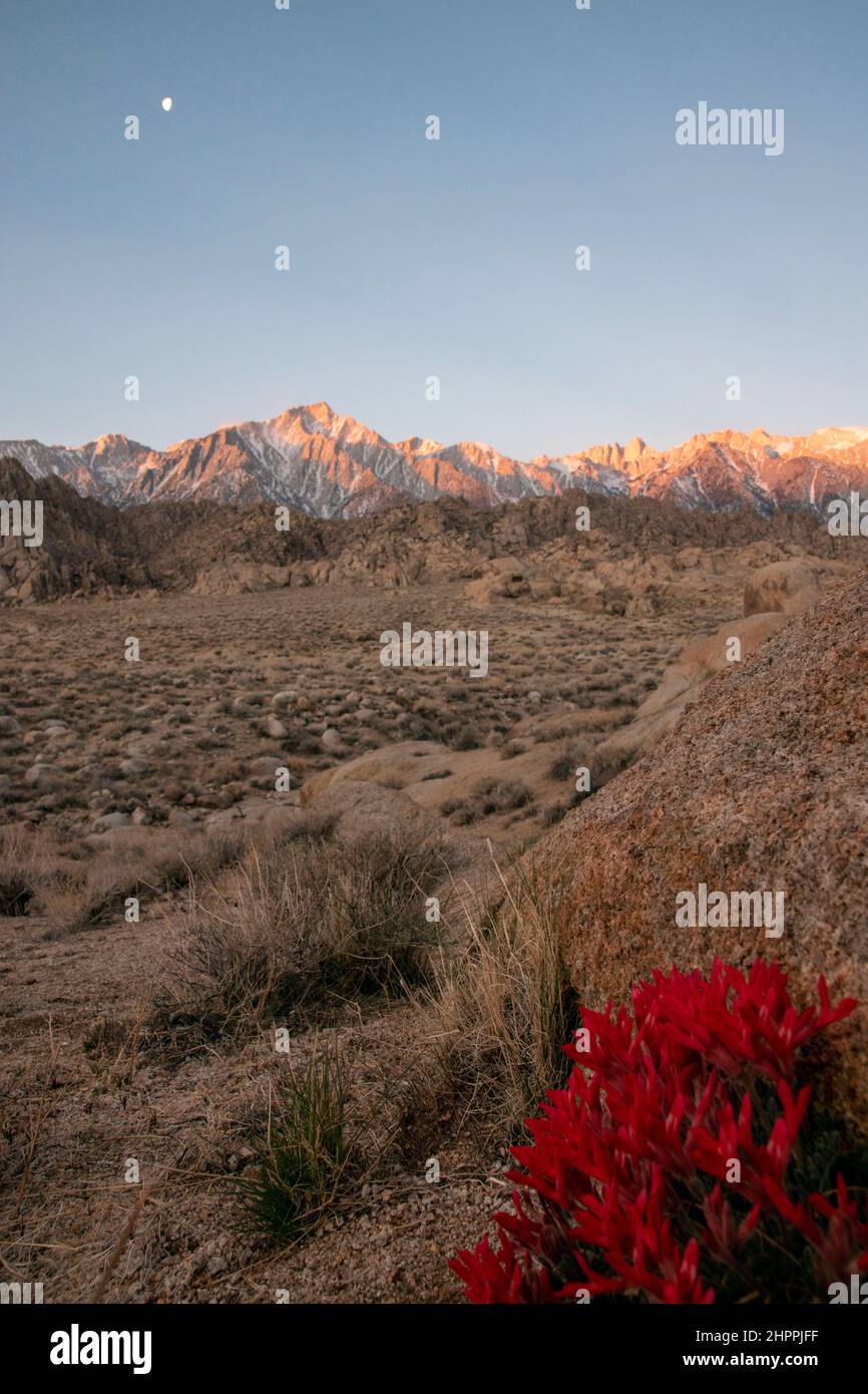 Mt. Whitney, the tallest mountain peak in the lower 48 states, stands ...