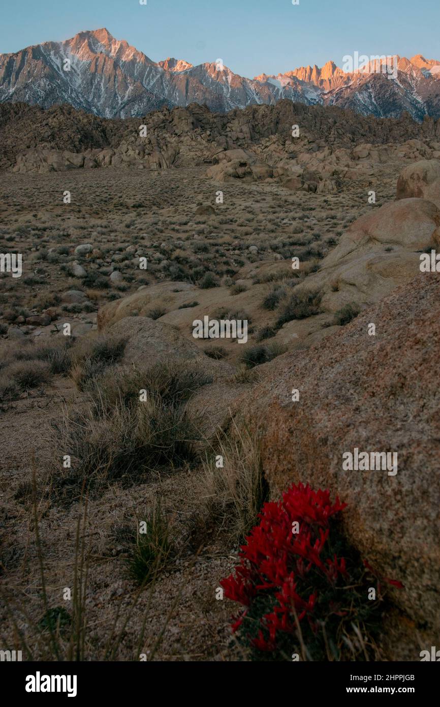 Mt. Whitney, the tallest mountain peak in the lower 48 states, stands ...