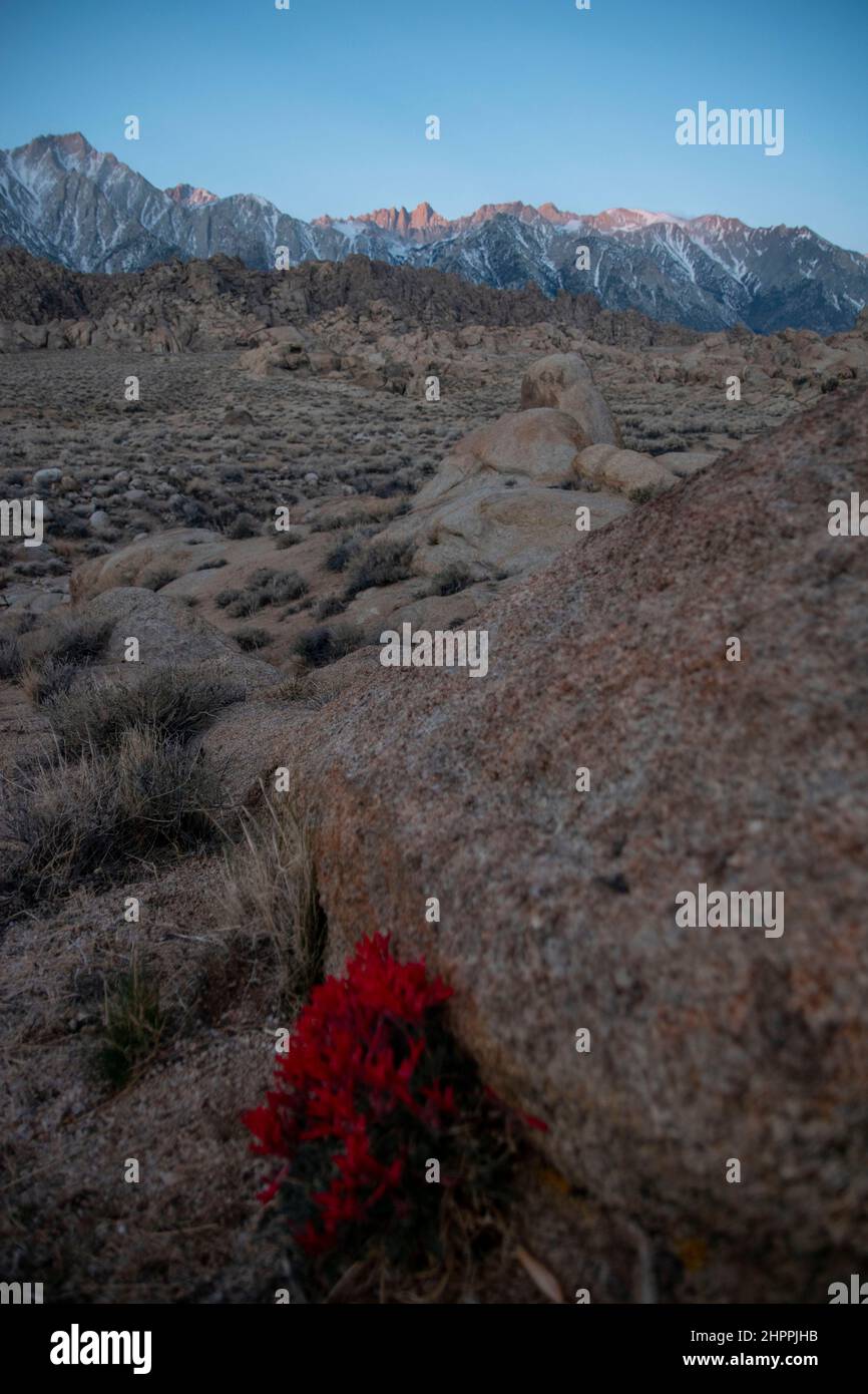 Mt. Whitney, the tallest mountain peak in the lower 48 states, stands ...