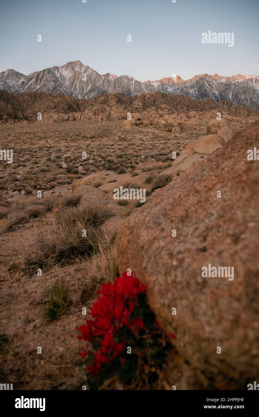 Mt. Whitney, the tallest mountain peak in the lower 48 states, stands ...
