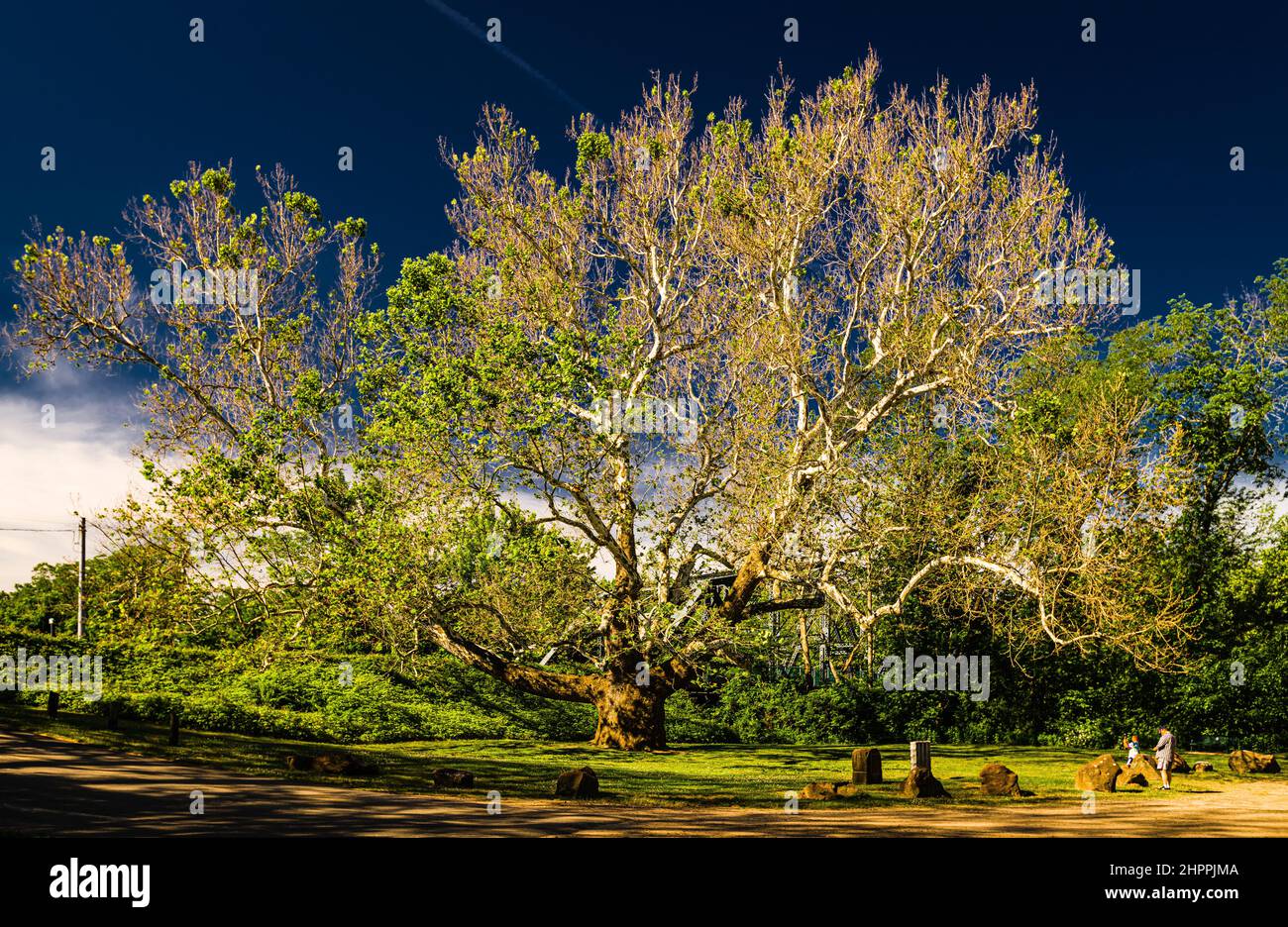 Pinchot sycamore hi-res stock photography and images - Alamy