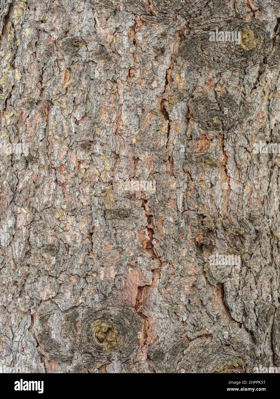 Bark texture and background of a old fir tree trunk. Detailed bark ...