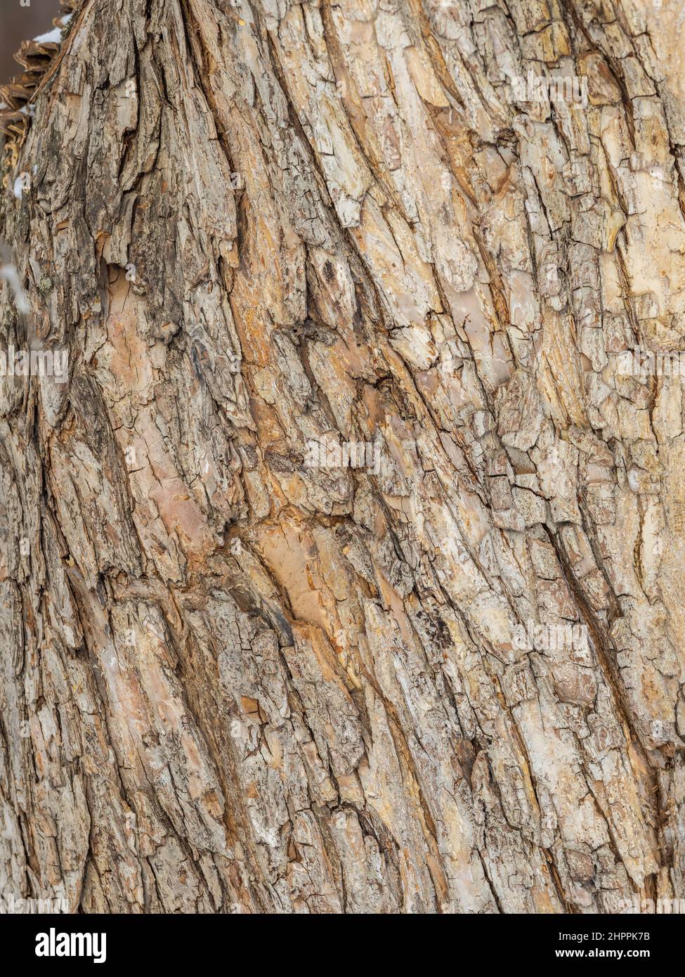 The texture of the bark of an old apple tree with snow in winter ...