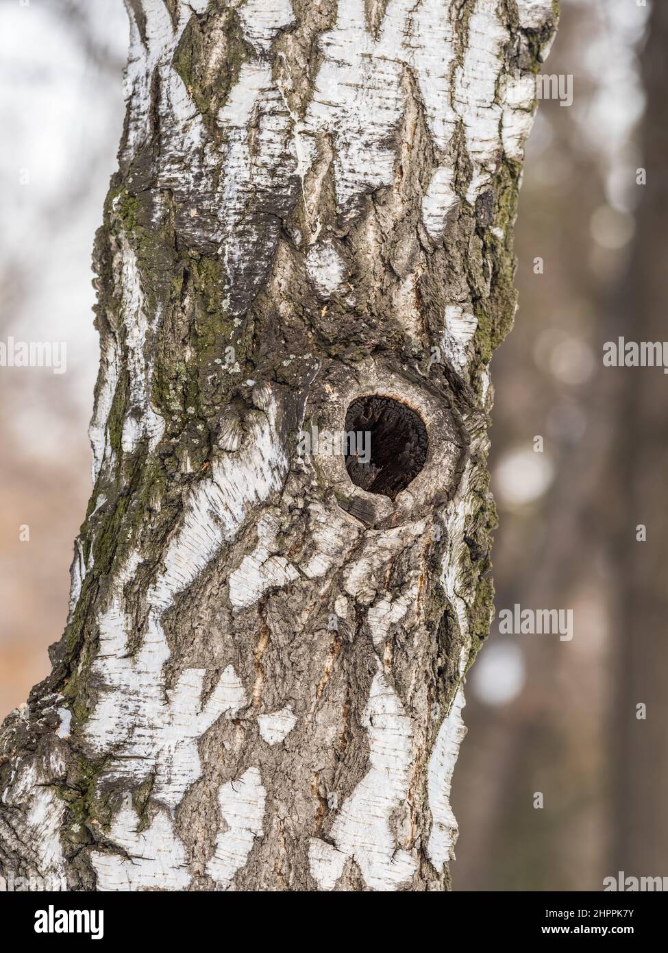 Texture of birch bark with snow. Birch, Betula pendula, tree trunk in ...