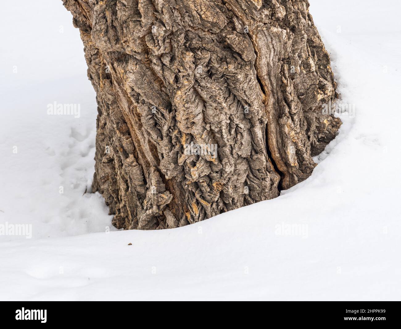 Cork tree bark texture with snow. Tree bark texture with snow. Natural ...