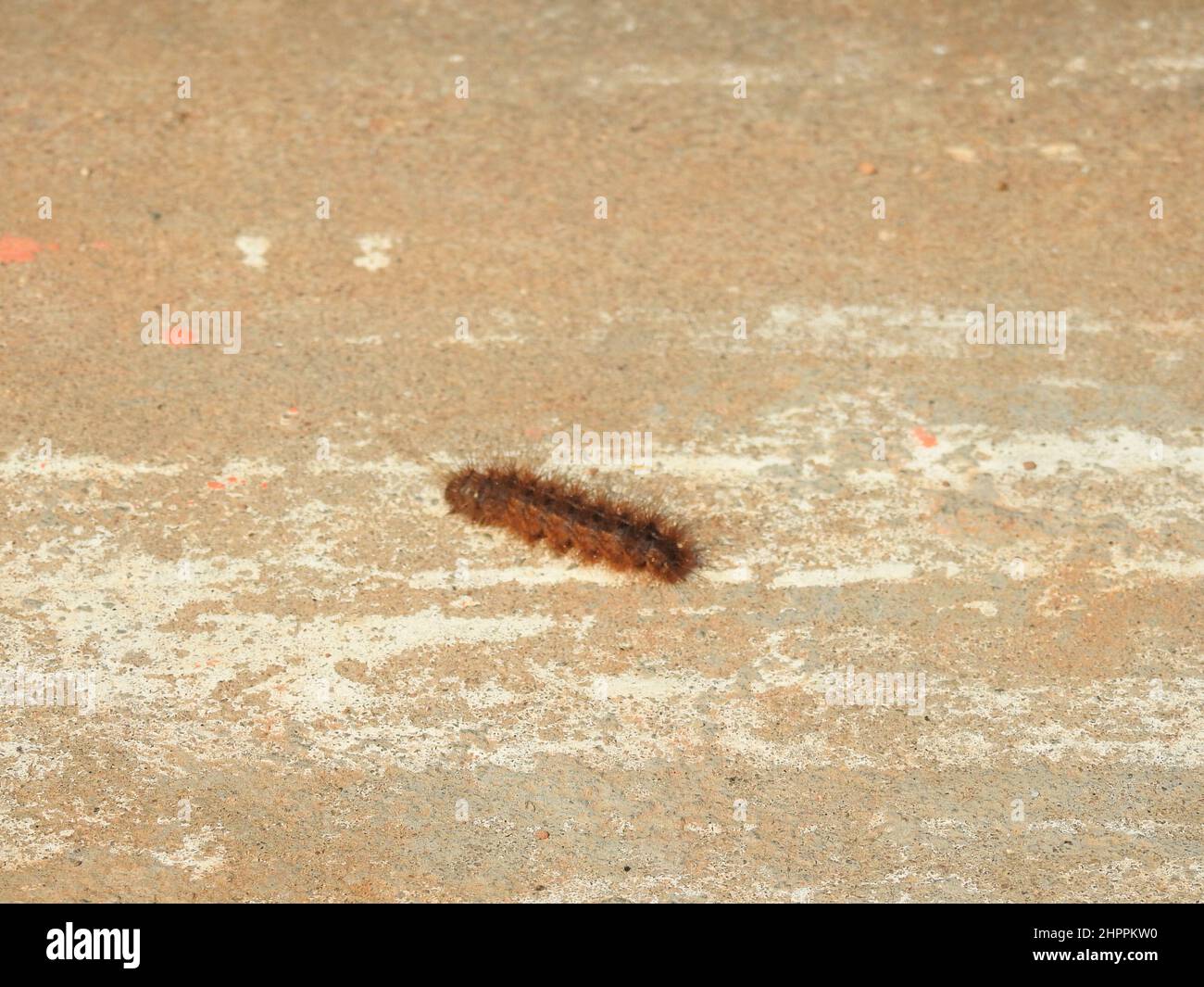 Brown hairy caterpillar or Kambali Hulu on a stone surface Stock Photo ...