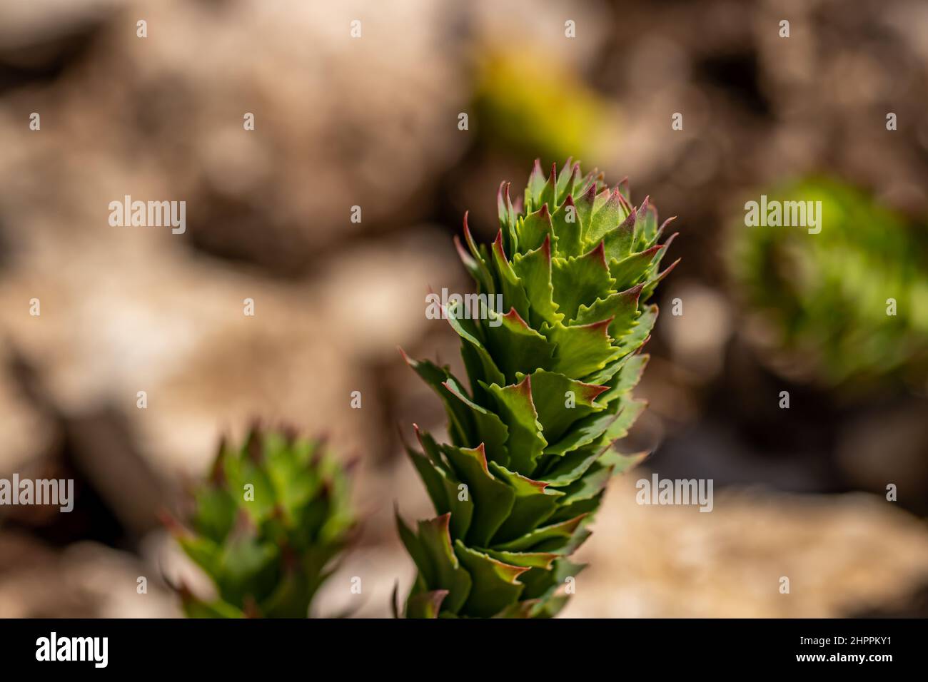 Rhodiola rosea flower in mountains Stock Photo - Alamy